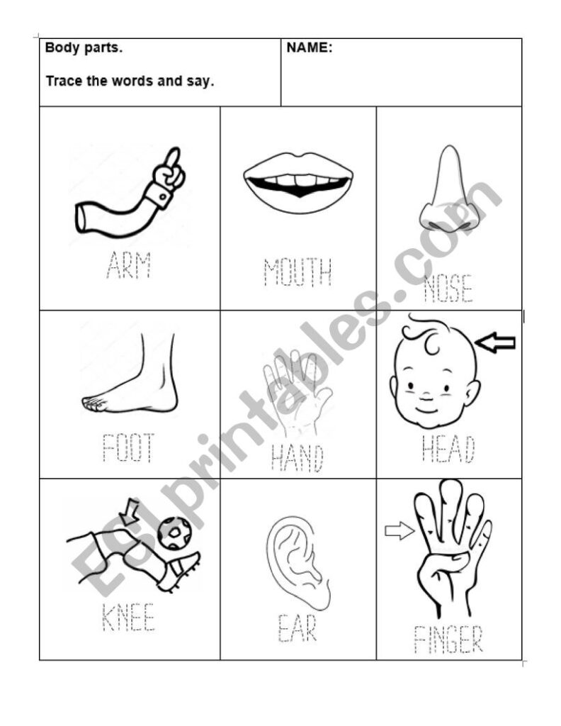Tracing Body Parts Worksheets | AlphabetWorksheetsFree.com Tracing Body Parts Worksheets | AlphabetWorksheetsFree.com
